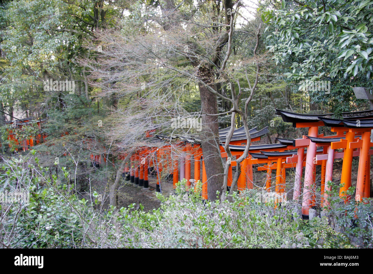 Rows of Torii gates at Fushumi Inari Taisha Kyoto Japan Stock Photo - Alamy