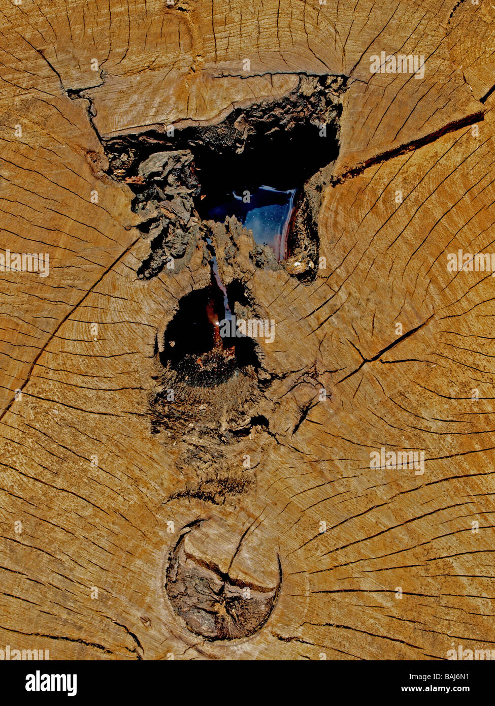 abstract design of tree trunk sawed with rings holes and patterns in ...