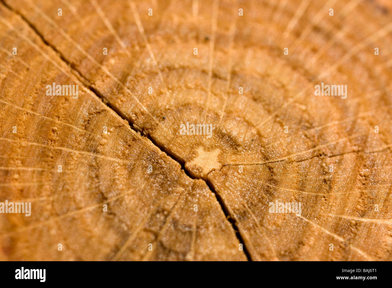 Crossection hi-res stock photography and images - Alamy