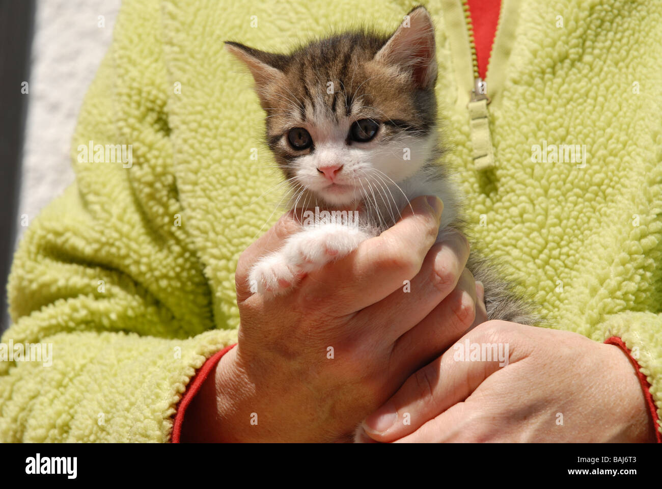 tabby and white kitten being held by owner Stock Photo - Alamy