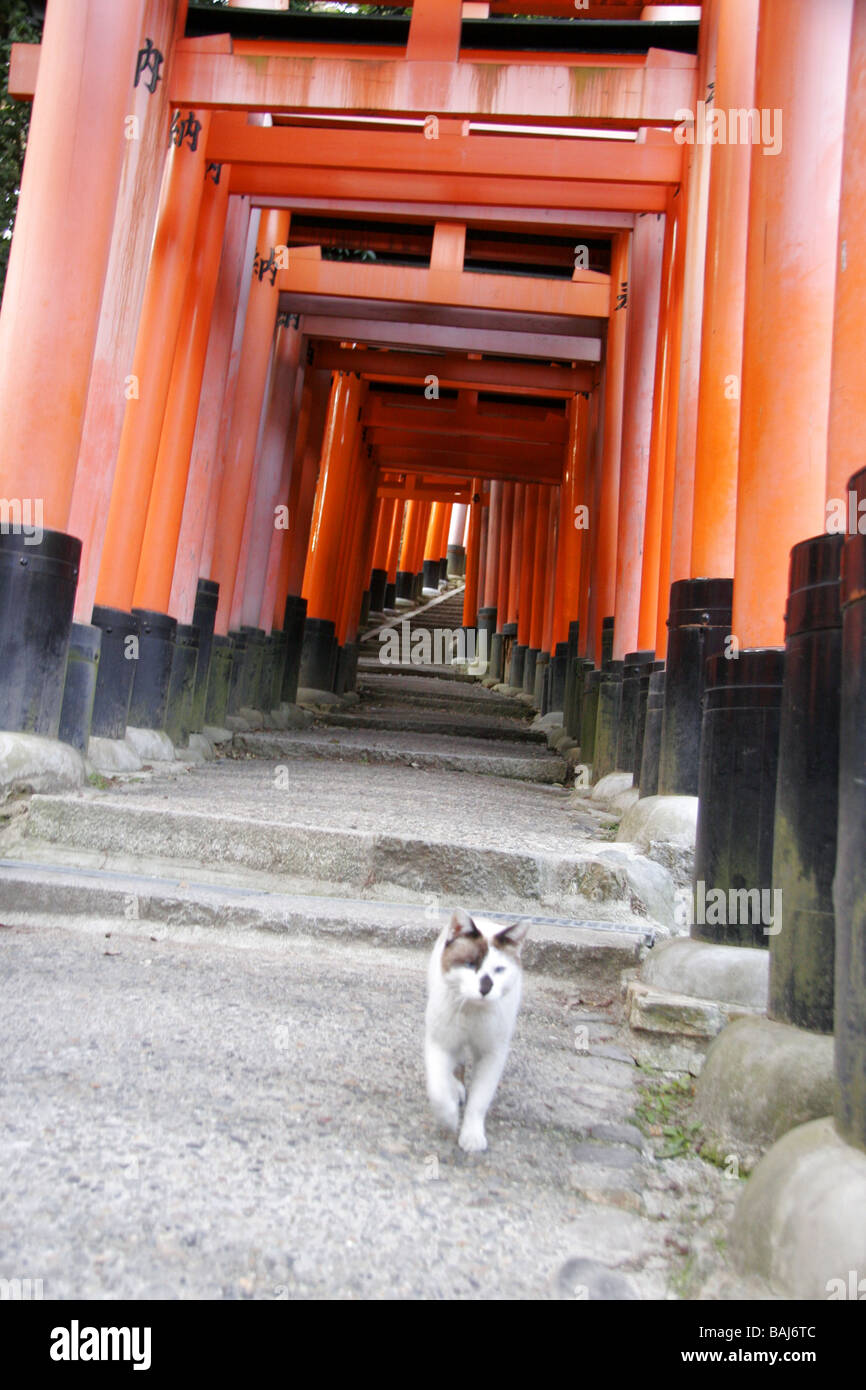 Rows of Torii gates at Fushumi Inari Taisha Kyoto Japan Stock Photo - Alamy