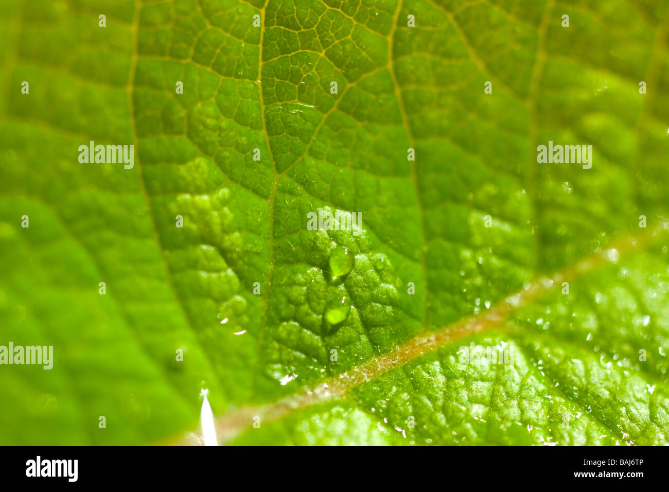 Macro leaf hi-res stock photography and images - Alamy