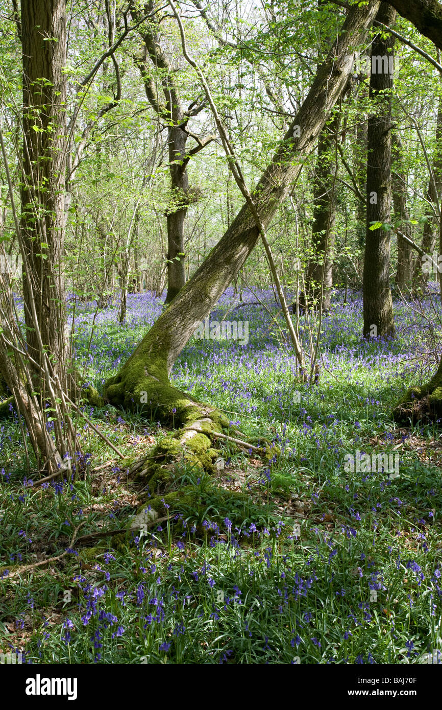 Bluebell wood, Spring 2009 Stock Photo - Alamy