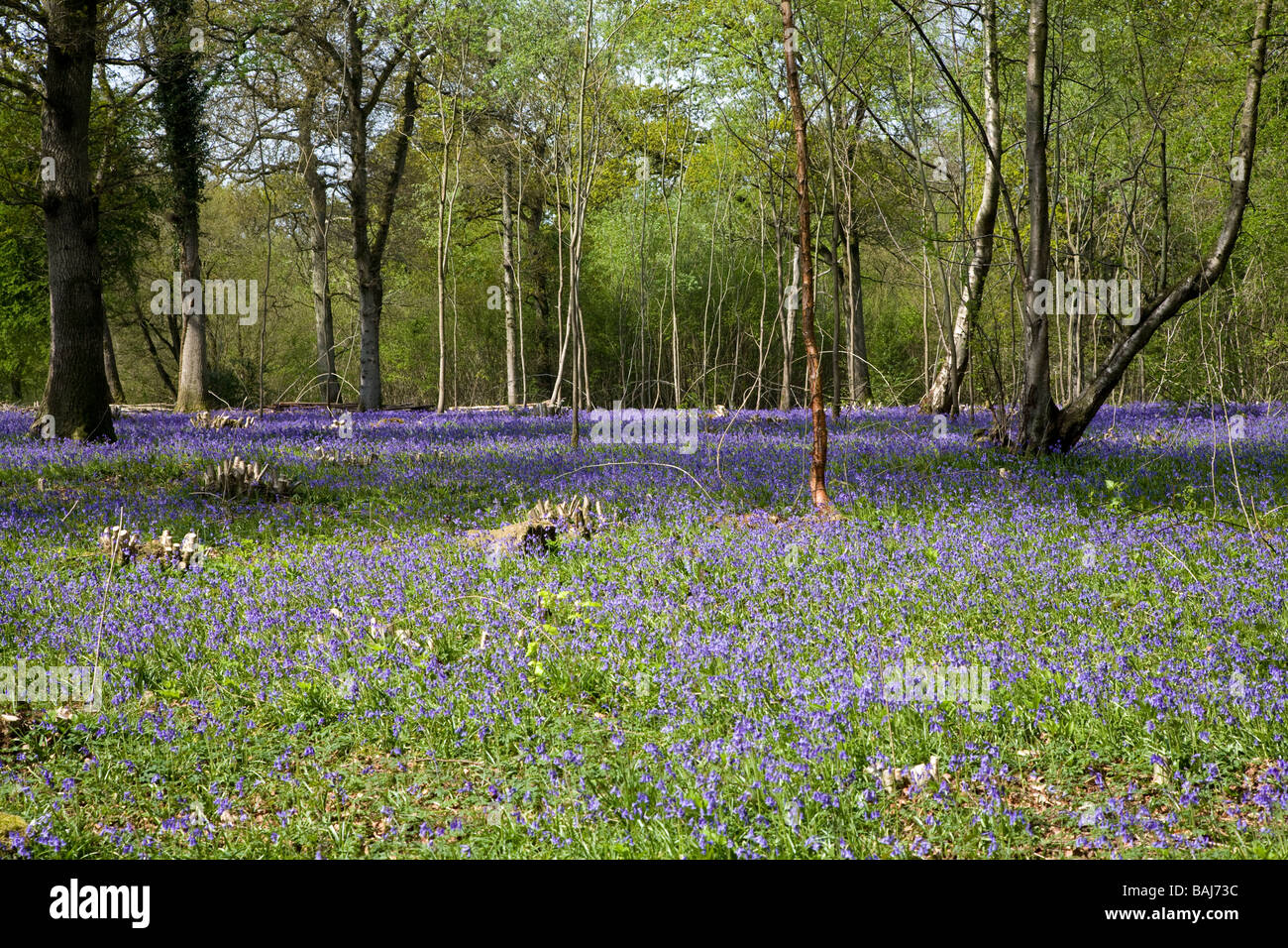 A Bluebell wood, Spring 2009 Stock Photo - Alamy
