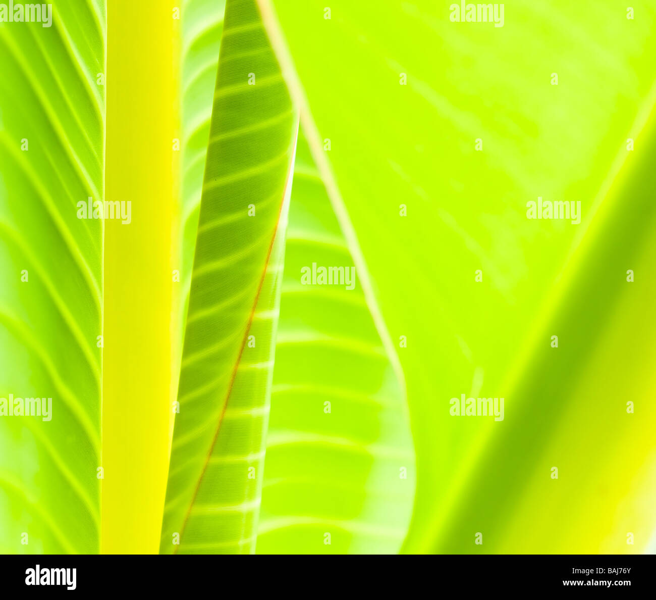 Natural lines hi-res stock photography and images - Alamy