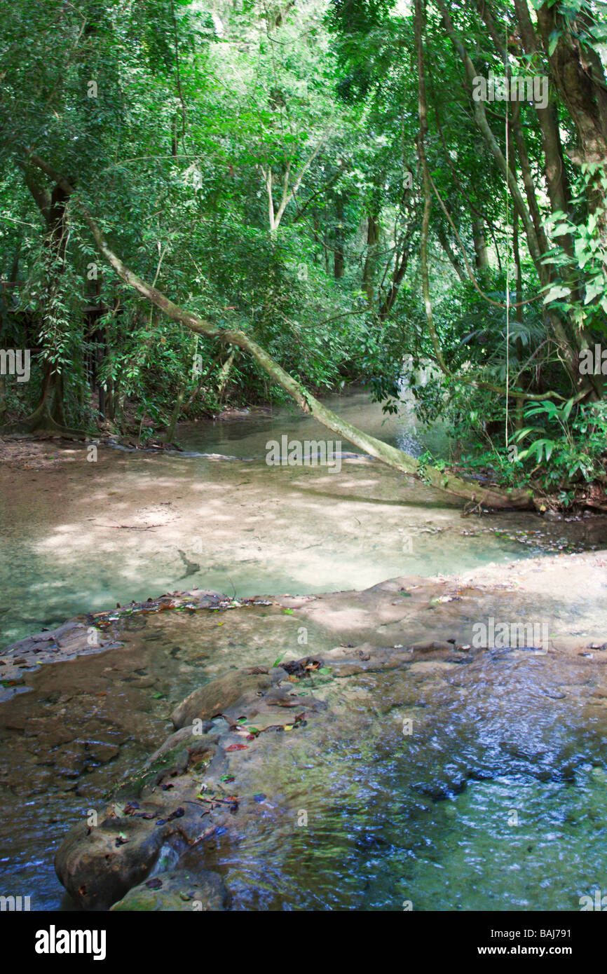 Shallow stream in jungles. Palenke, Mexico Stock Photo - Alamy