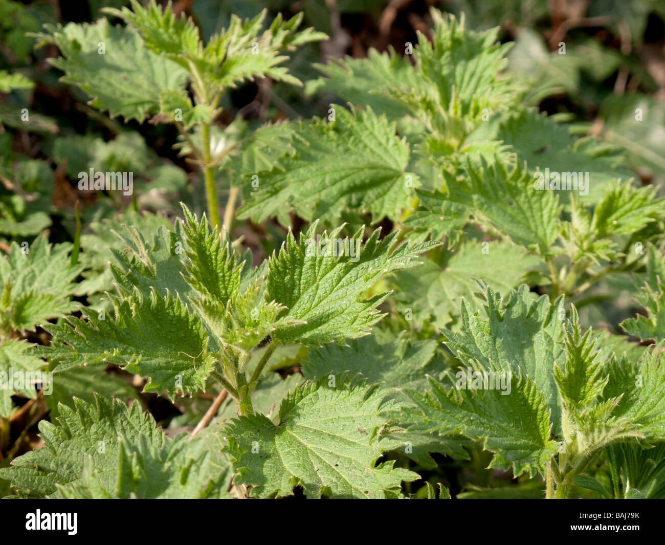 Leaves of European stinging nettle Urtica dioica dioica Stock Photo - Alamy