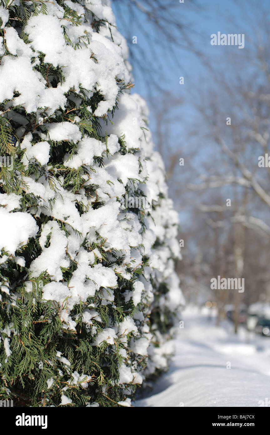 Snow covered evergreen Stock Photo - Alamy
