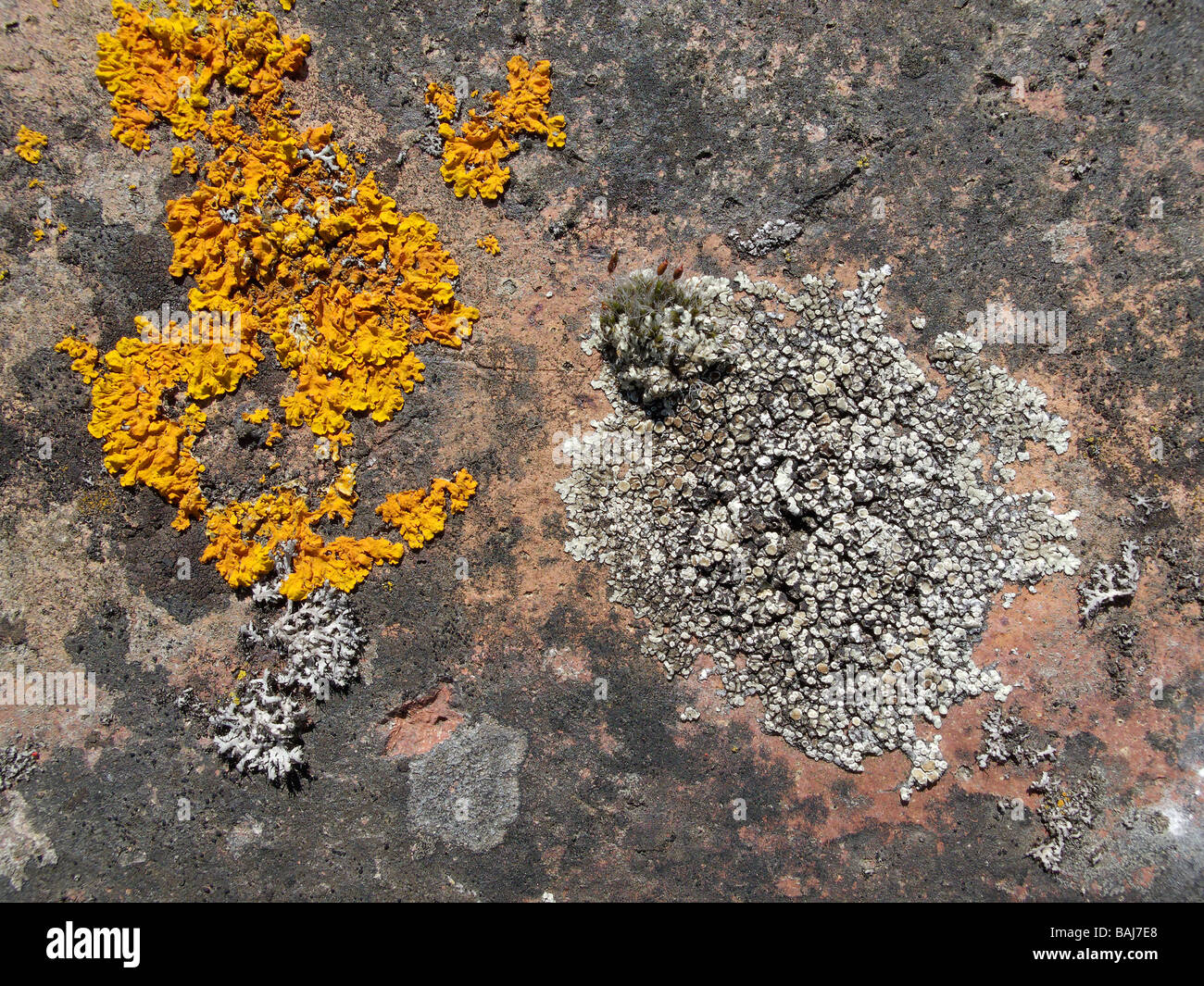 Lichen on corroding brickwork 2 - Radley Village Oxfordshire Stock ...