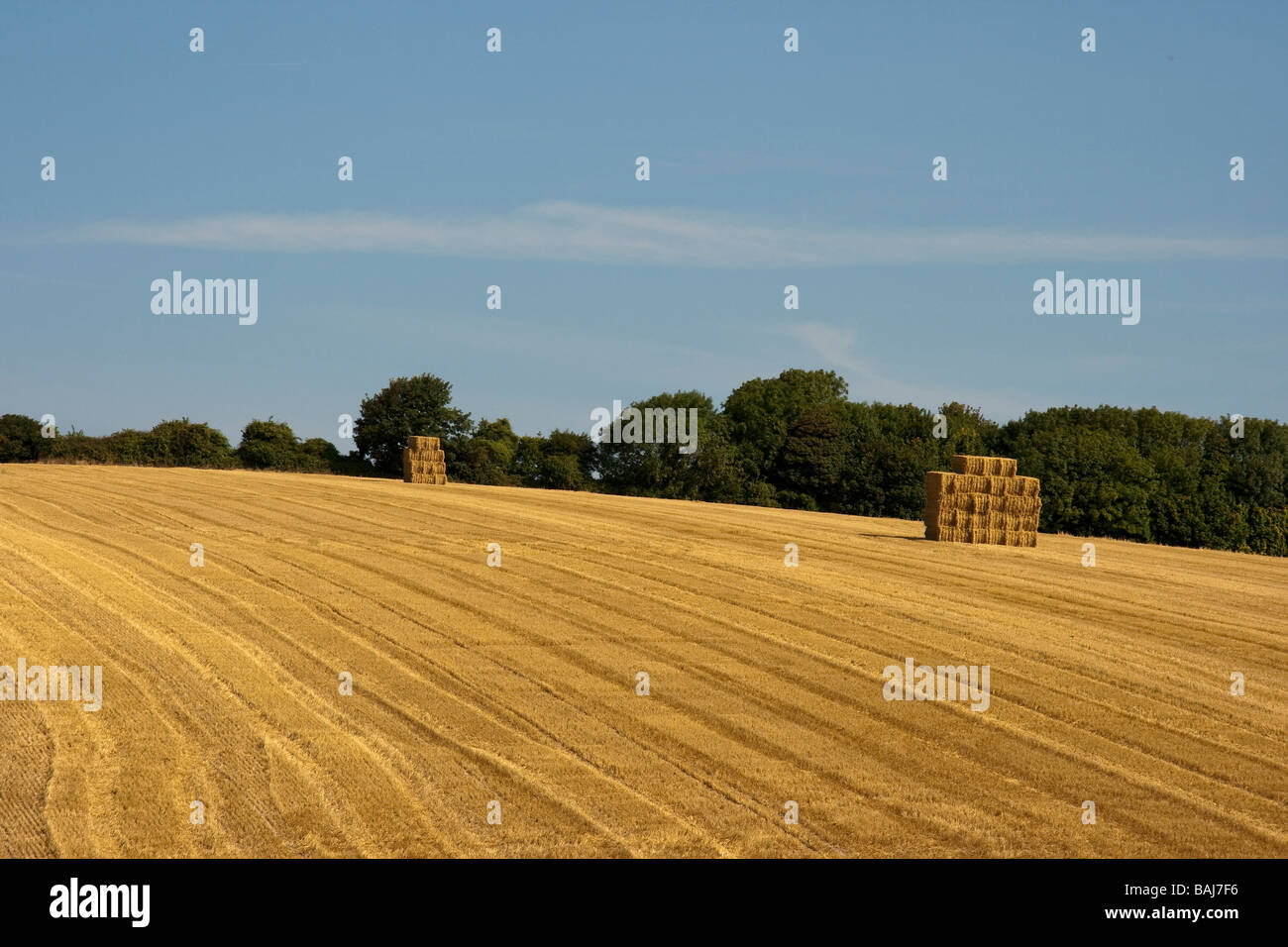 Durum wheat plant hi-res stock photography and images - Alamy