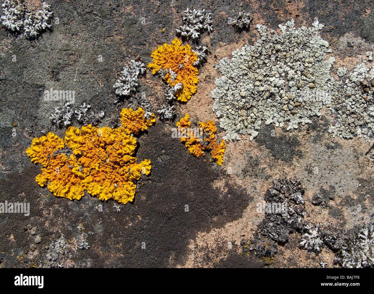 Lichen on corroding brickwork 1 - Radley Village Oxfordshire Stock ...