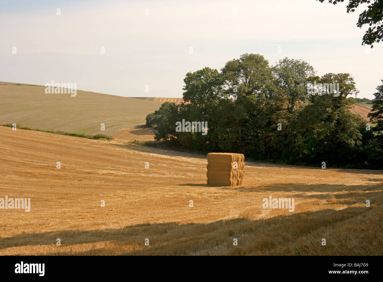 Durum wheat plant hi-res stock photography and images - Alamy