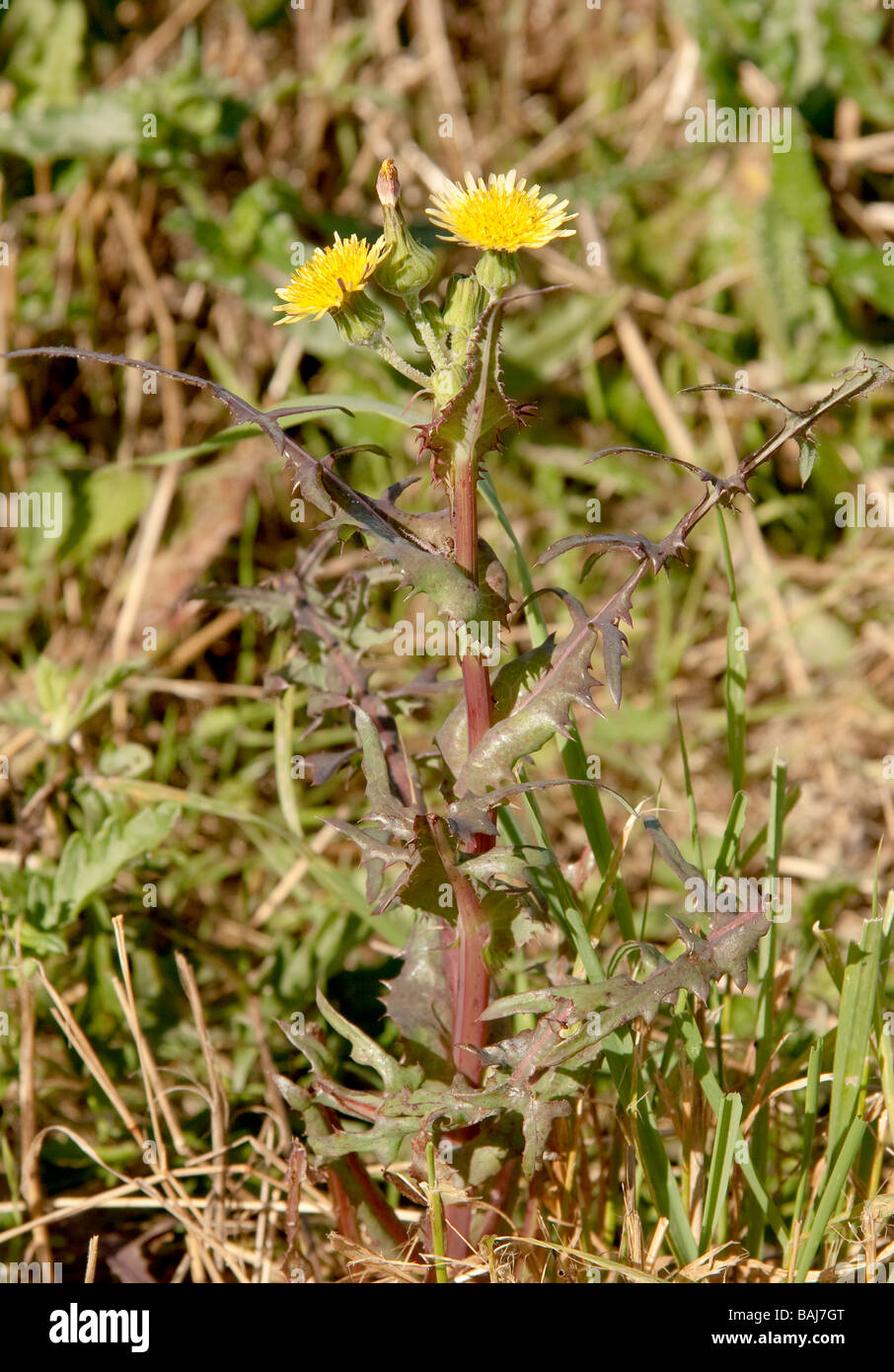 Flowers and plant of Common groundsel Senecio vulgaris Stock Photo - Alamy