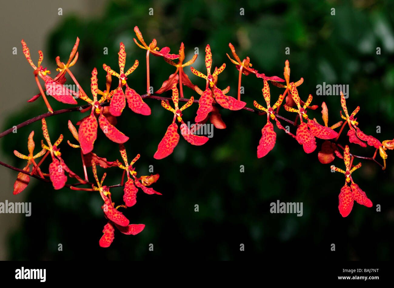 Renanthera hi-res stock photography and images - Alamy