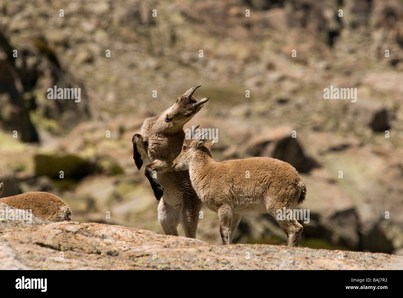 Young Spanish Ibex rearing up in mock fighting action Stock Photo - Alamy
