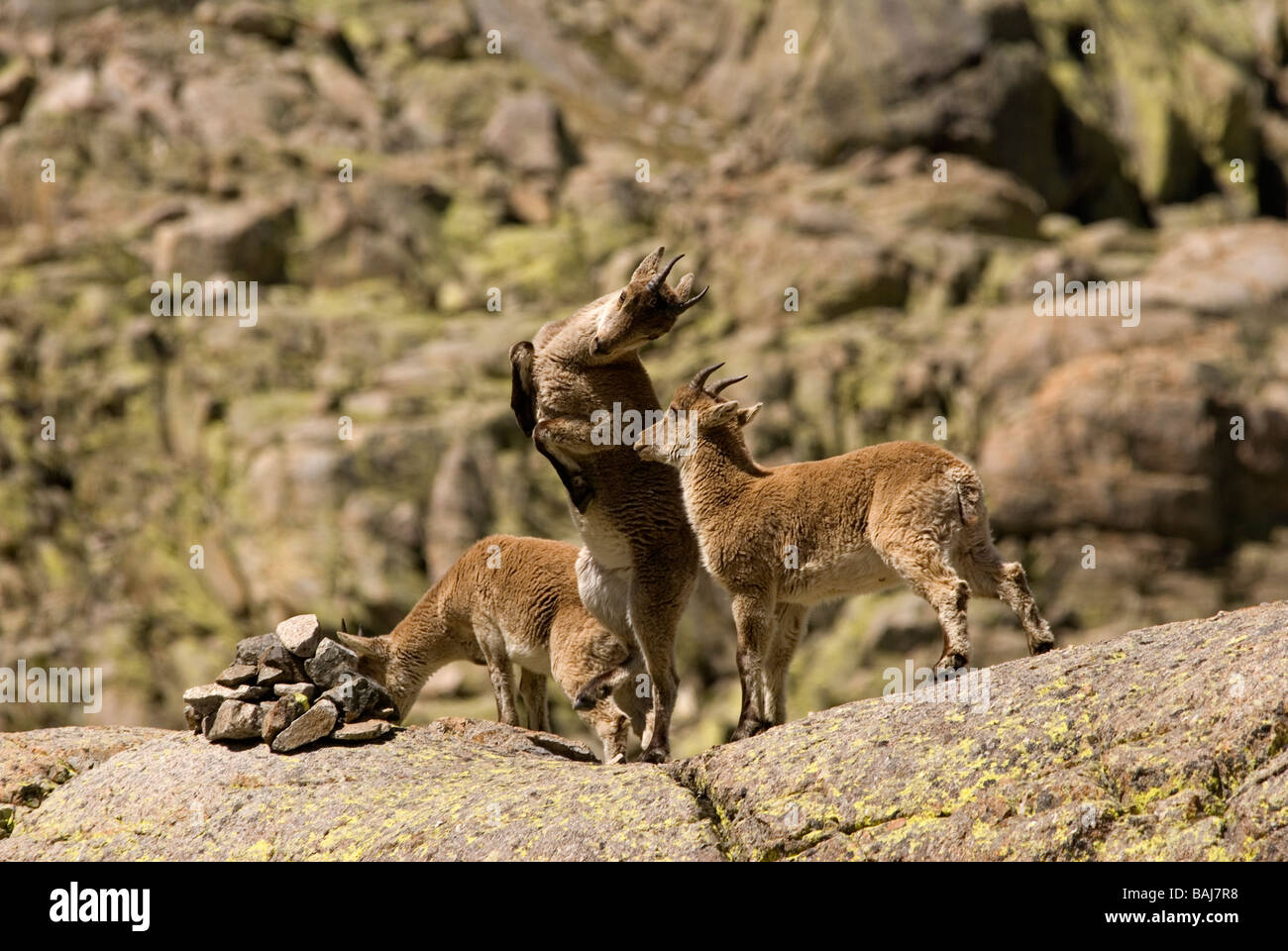 Young Spanish Ibex rearing up in mock fighting action Stock Photo - Alamy