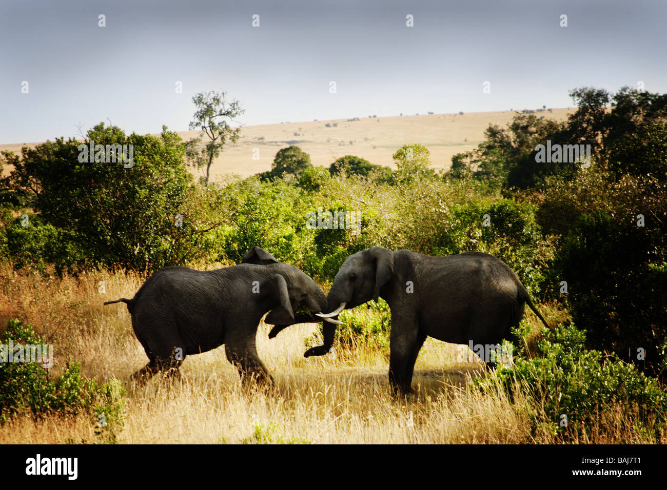 Two elephants fighting Stock Photo - Alamy