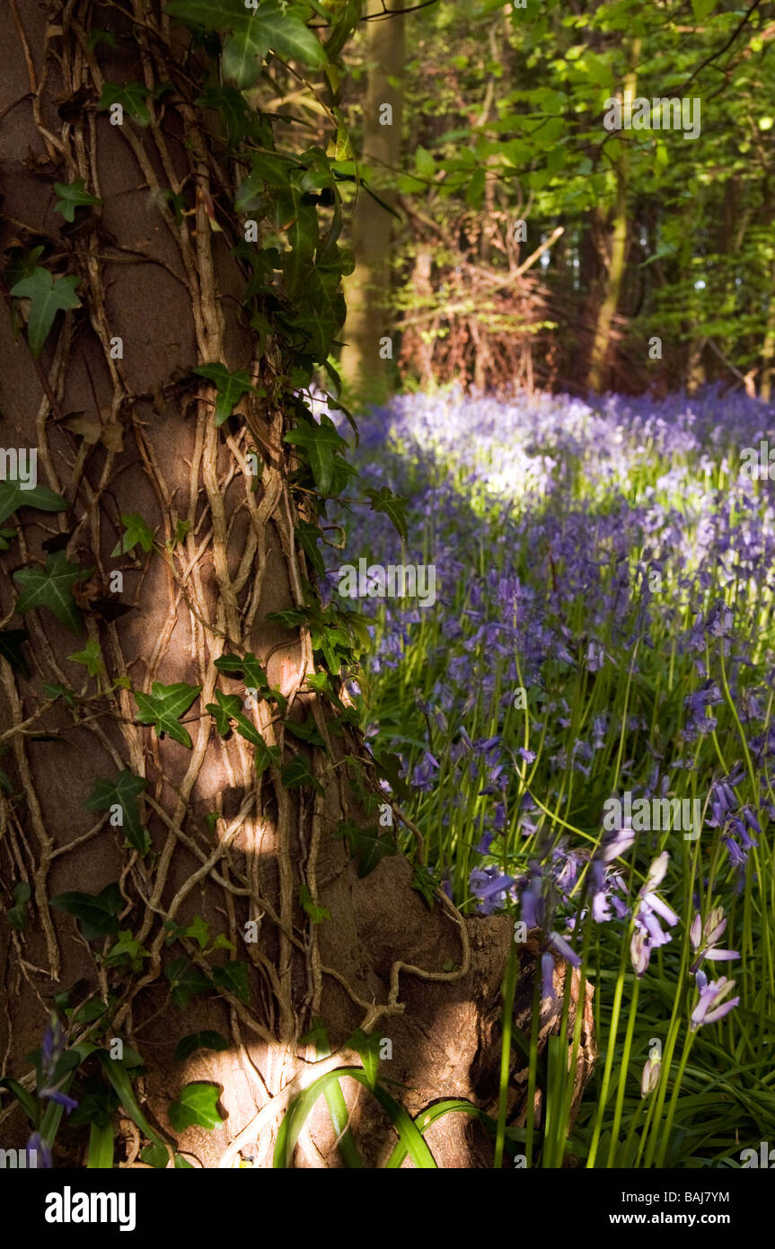 English native Bluebells in typical broadleaf woodland Stock Photo - Alamy