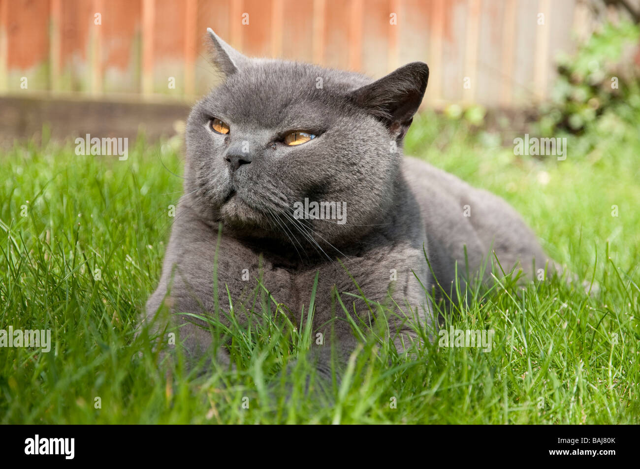Sheba Cat Breed