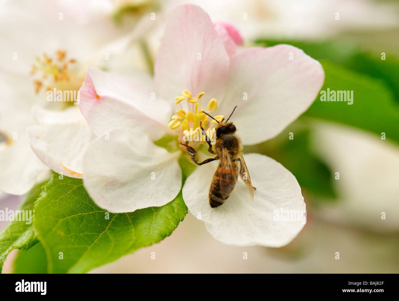 A (wild) bee sitting on an Apple Tree blossom Stock Photo - Alamy