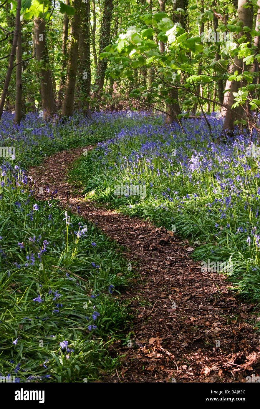 Winding path through English Bluebell woodland Stock Photo - Alamy