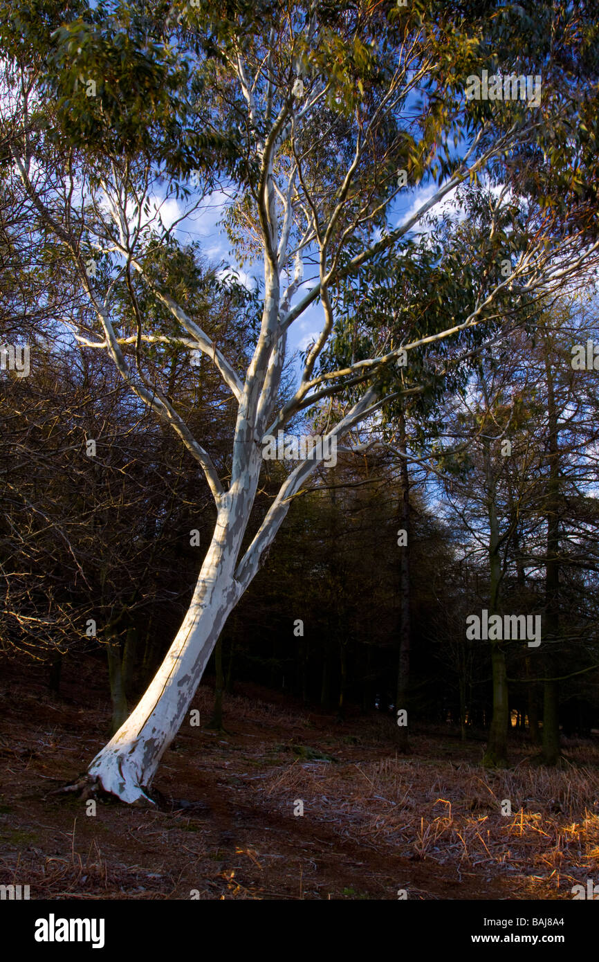 Whitestone ridge hi-res stock photography and images - Alamy