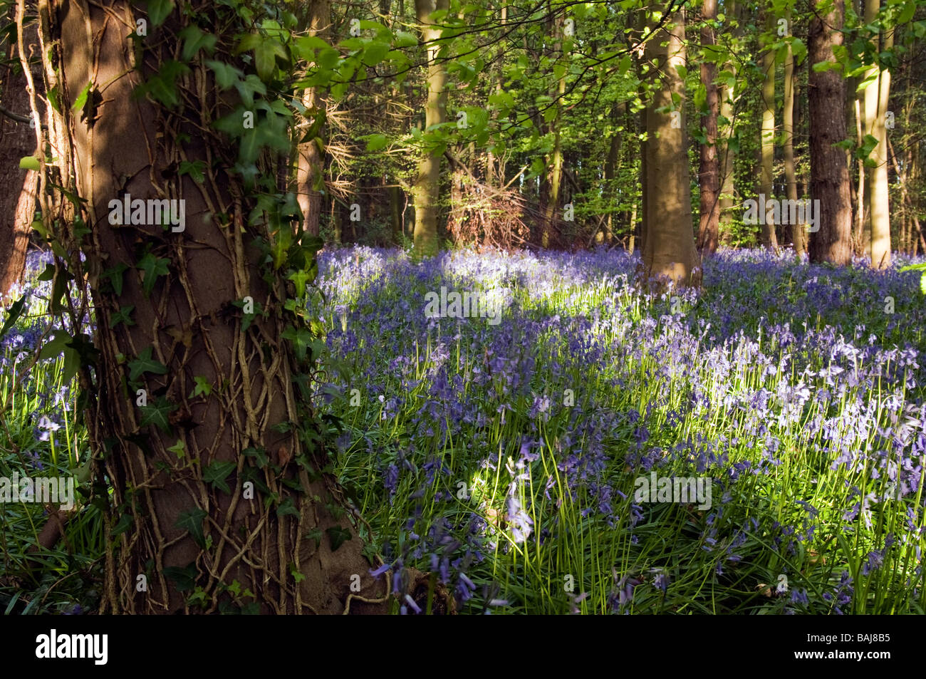 English native Bluebells in typical broadleaf woodland Stock Photo - Alamy
