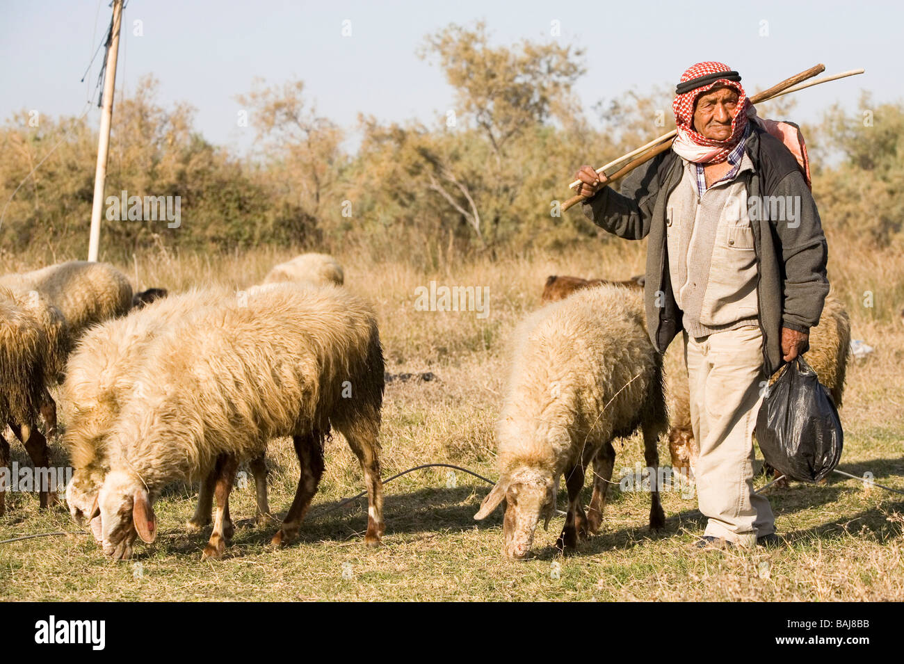 Israel Negev Desert Bedouin shepherd and his sheep Stock Photo - Alamy
