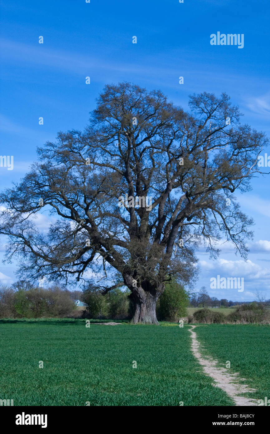 Field path and tree hi-res stock photography and images - Alamy
