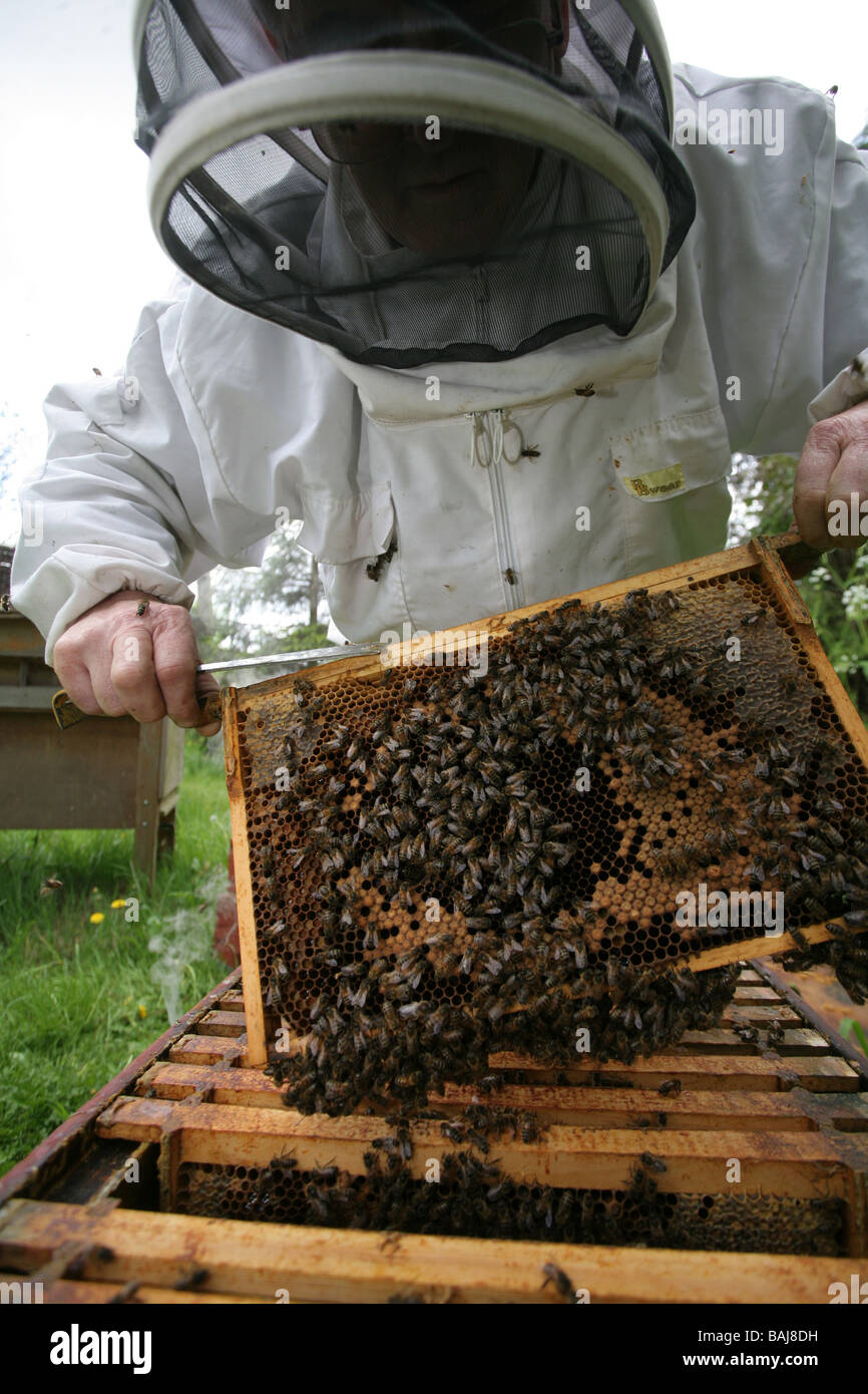 Beekeper with honey bees Stock Photo - Alamy