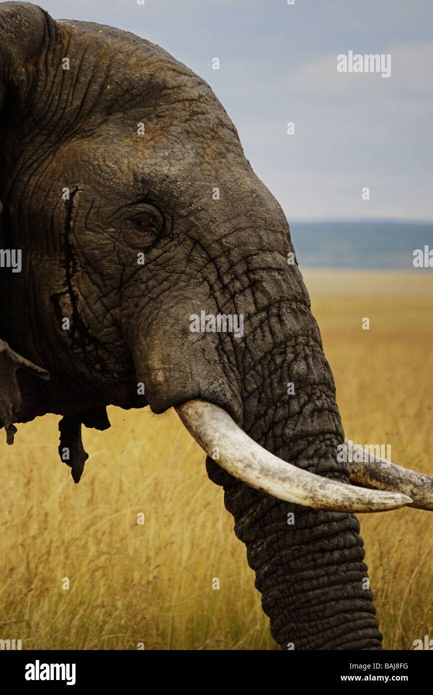 Live elephant hi-res stock photography and images - Alamy