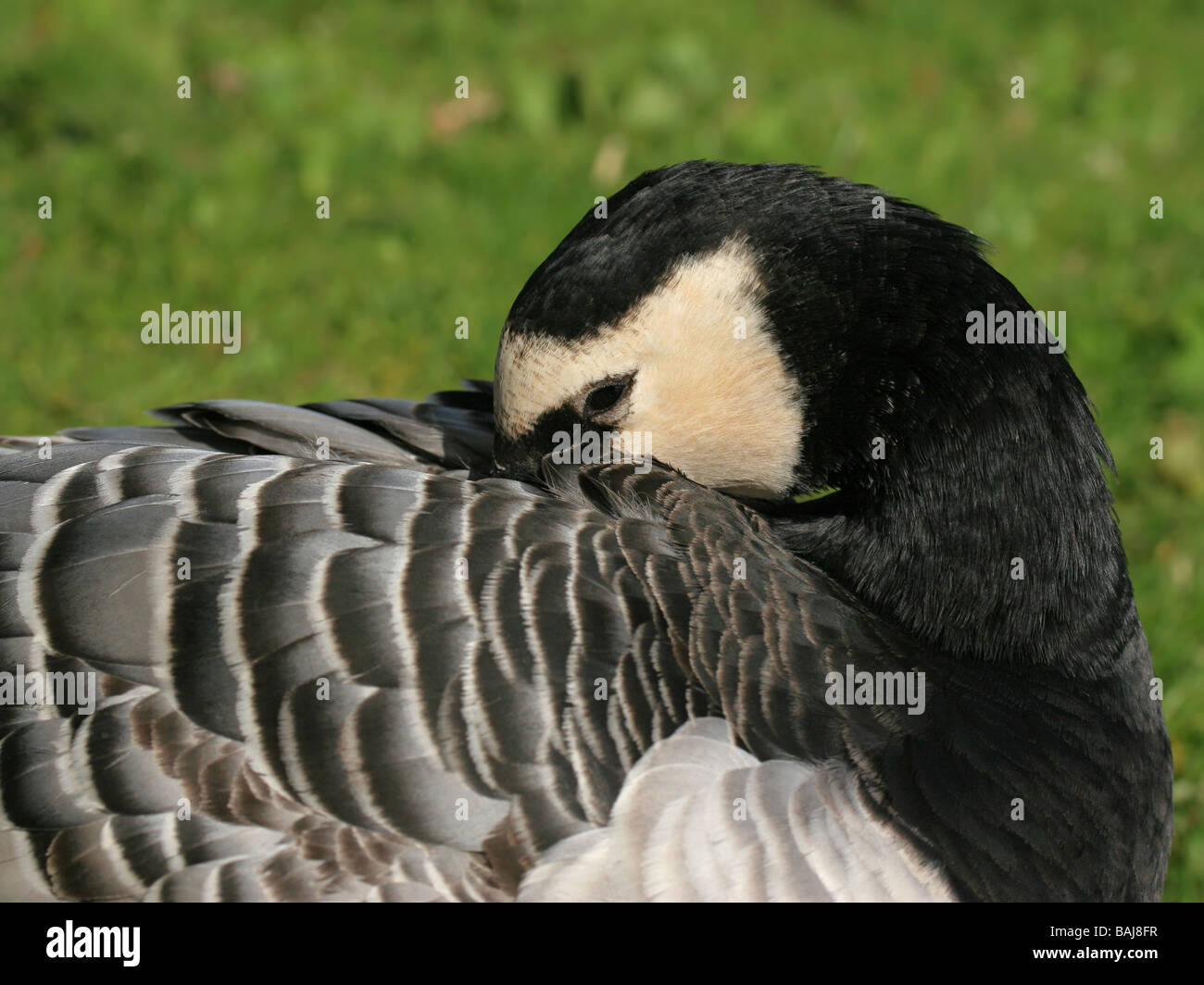 Back goose head detail hi-res stock photography and images - Alamy
