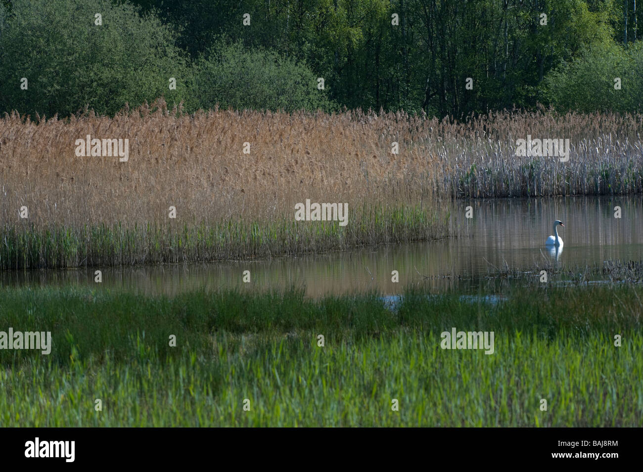 Potteric Carr High Resolution Stock Photography and Images - Alamy