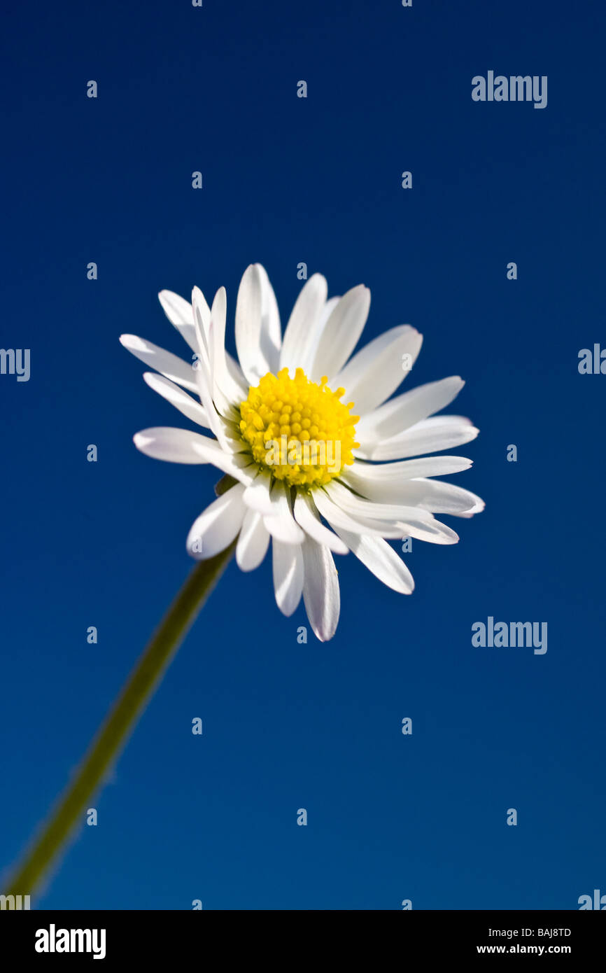 A daisy flower on a dark blue sky Stock Photo - Alamy