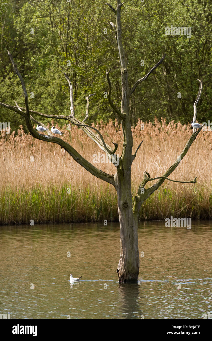 Black headed gull (Larus ridibundus) roosting on branches of dead tree ...