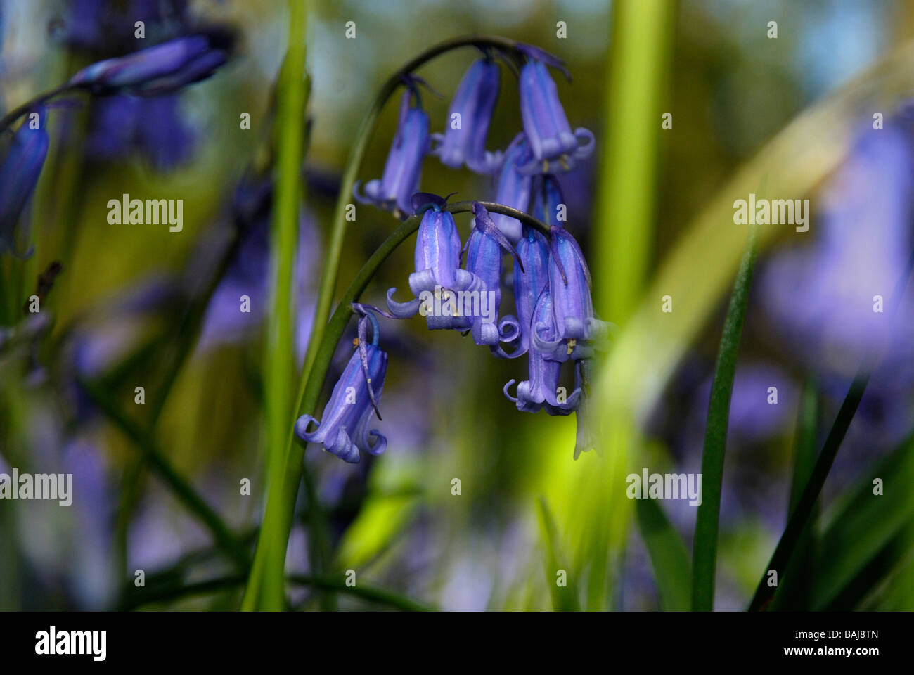 Bluebells in woodland near Battle East Sussex Stock Photo - Alamy