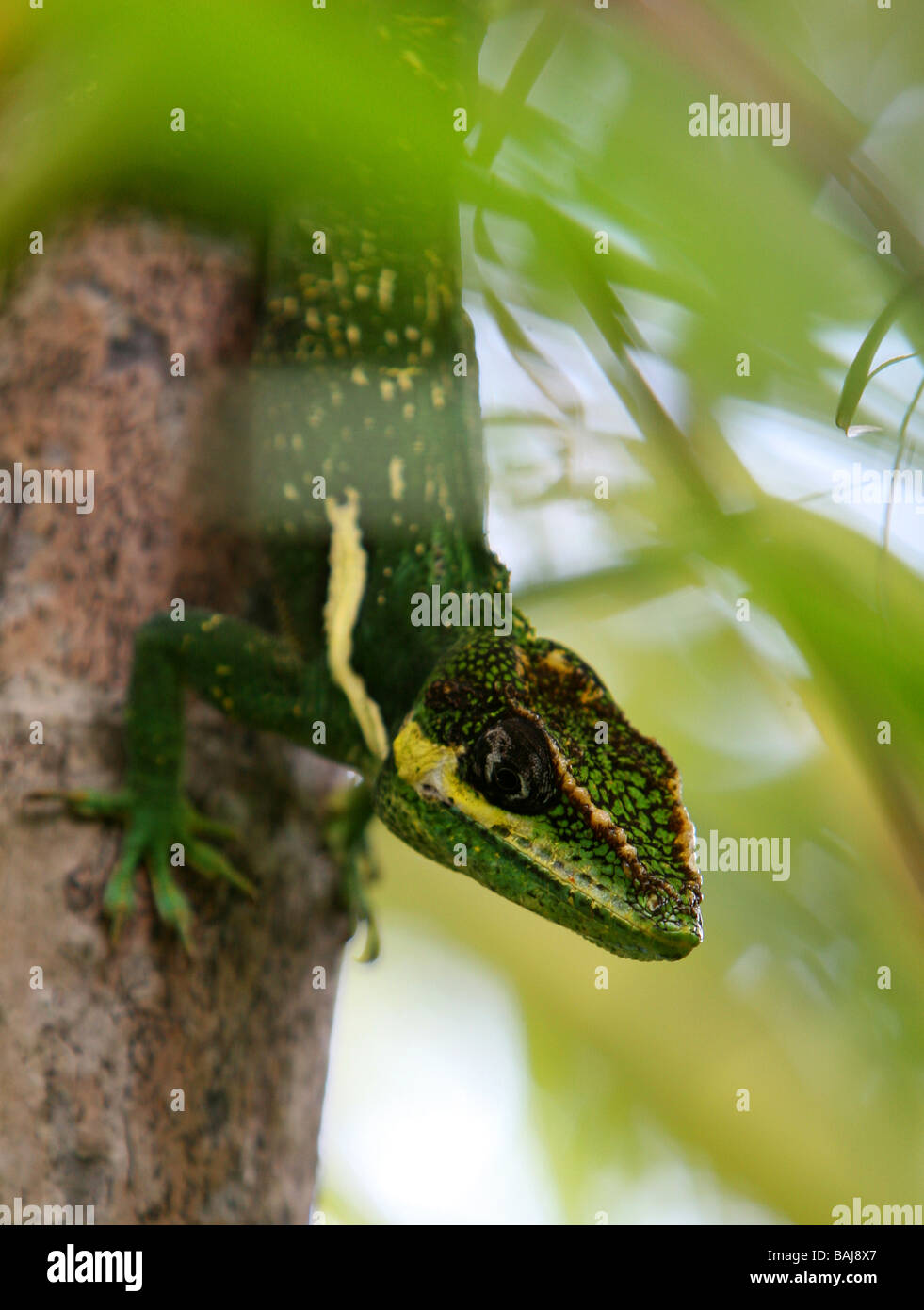 The Knight Anole, Anolis equestris, is a species of lizard in the ...