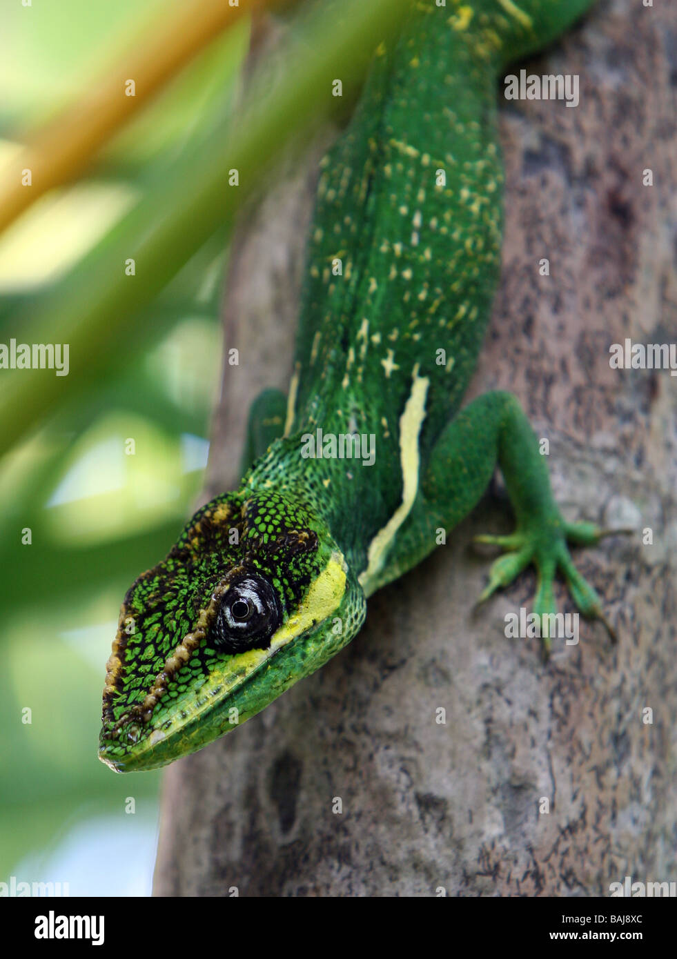 The Knight Anole, Anolis equestris, is a species of lizard in the ...