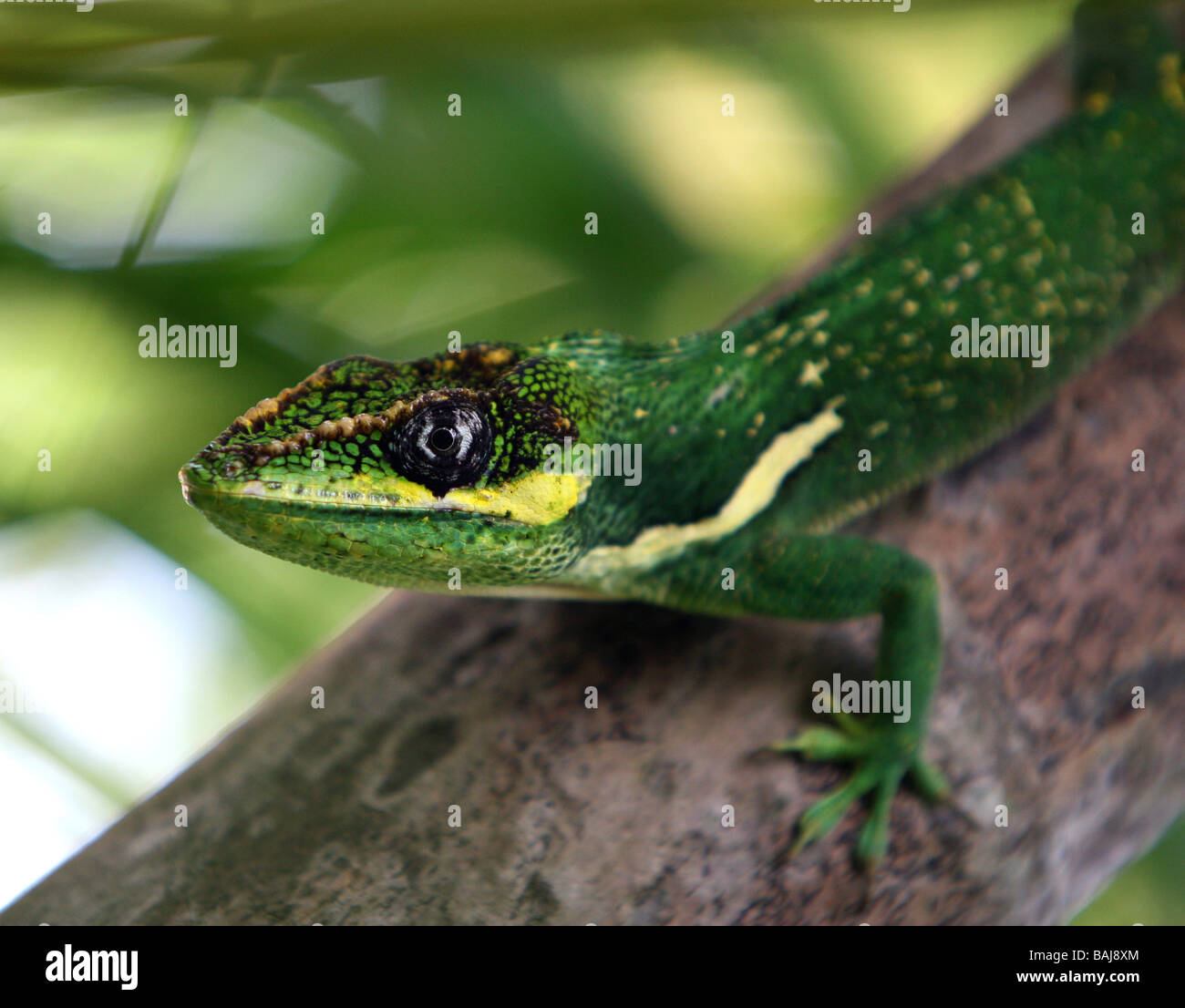 The Knight Anole, Anolis equestris, is a species of lizard in the ...