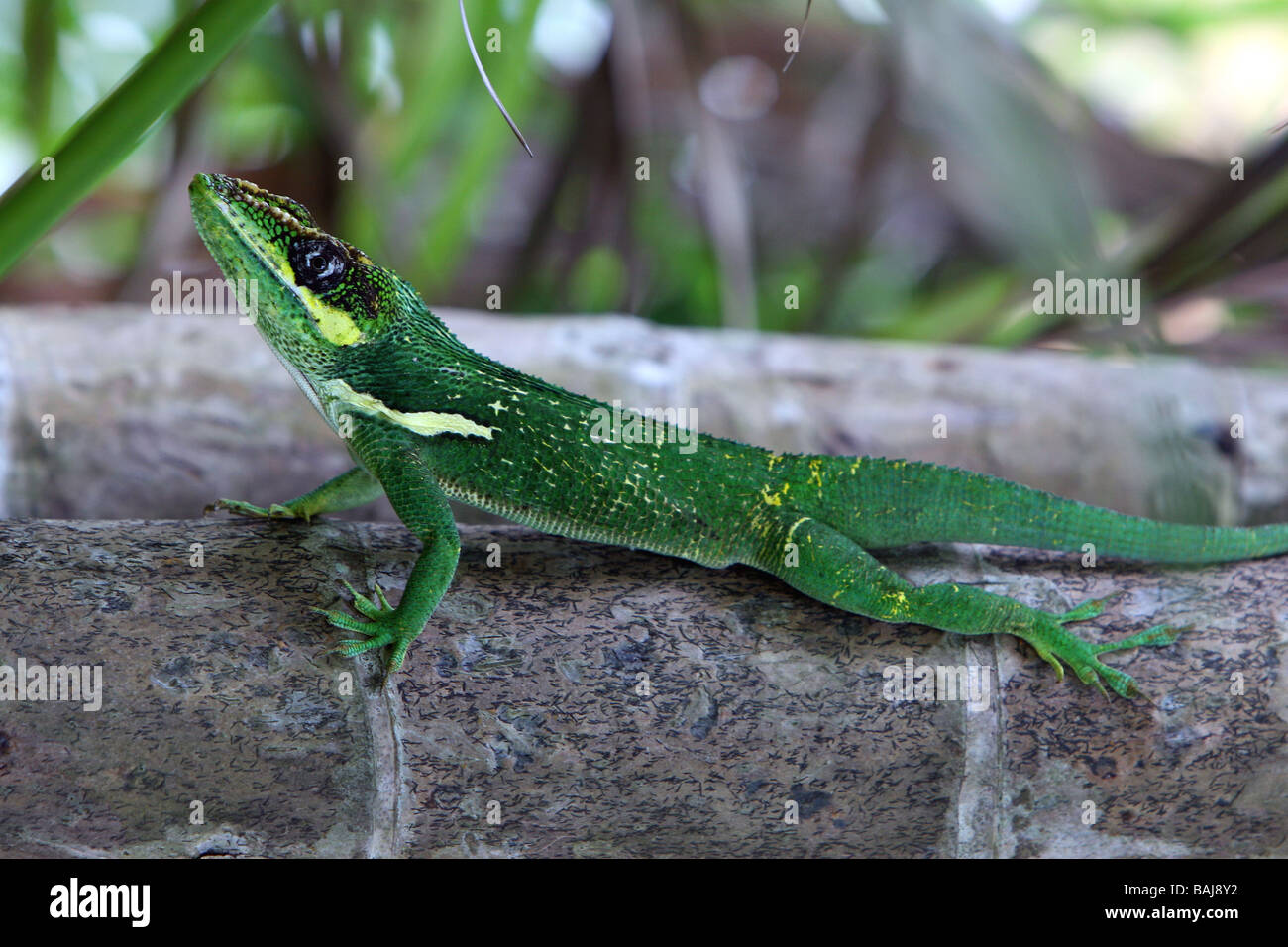 The Knight Anole, Anolis equestris, is a species of lizard in the ...