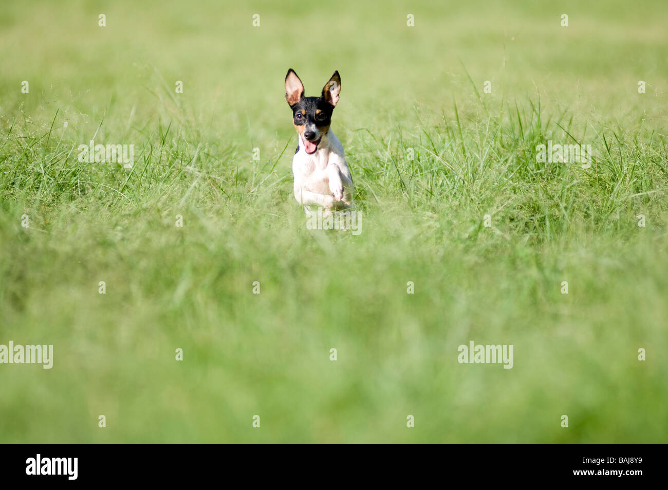 Tri-colored rat terrier jumping through a field of tall grass Stock ...