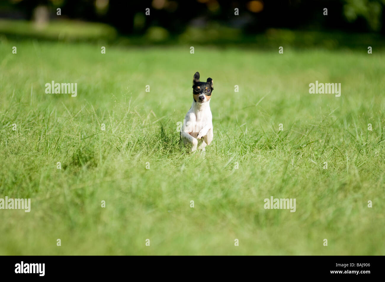 Tri-colored rat terrier jumping through a field of tall grass Stock ...