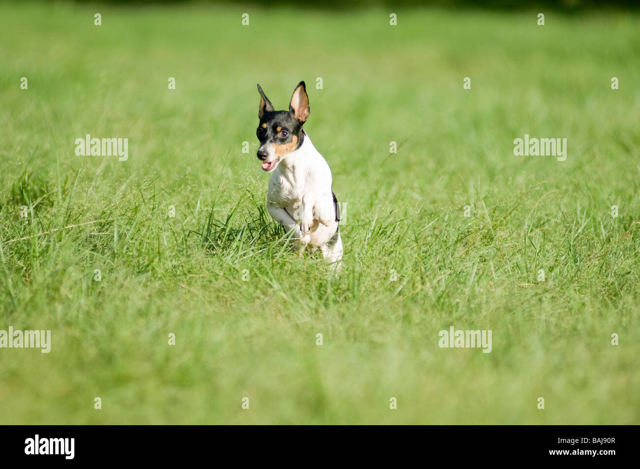 Tri-colored rat terrier jumping through a field of tall grass Stock ...