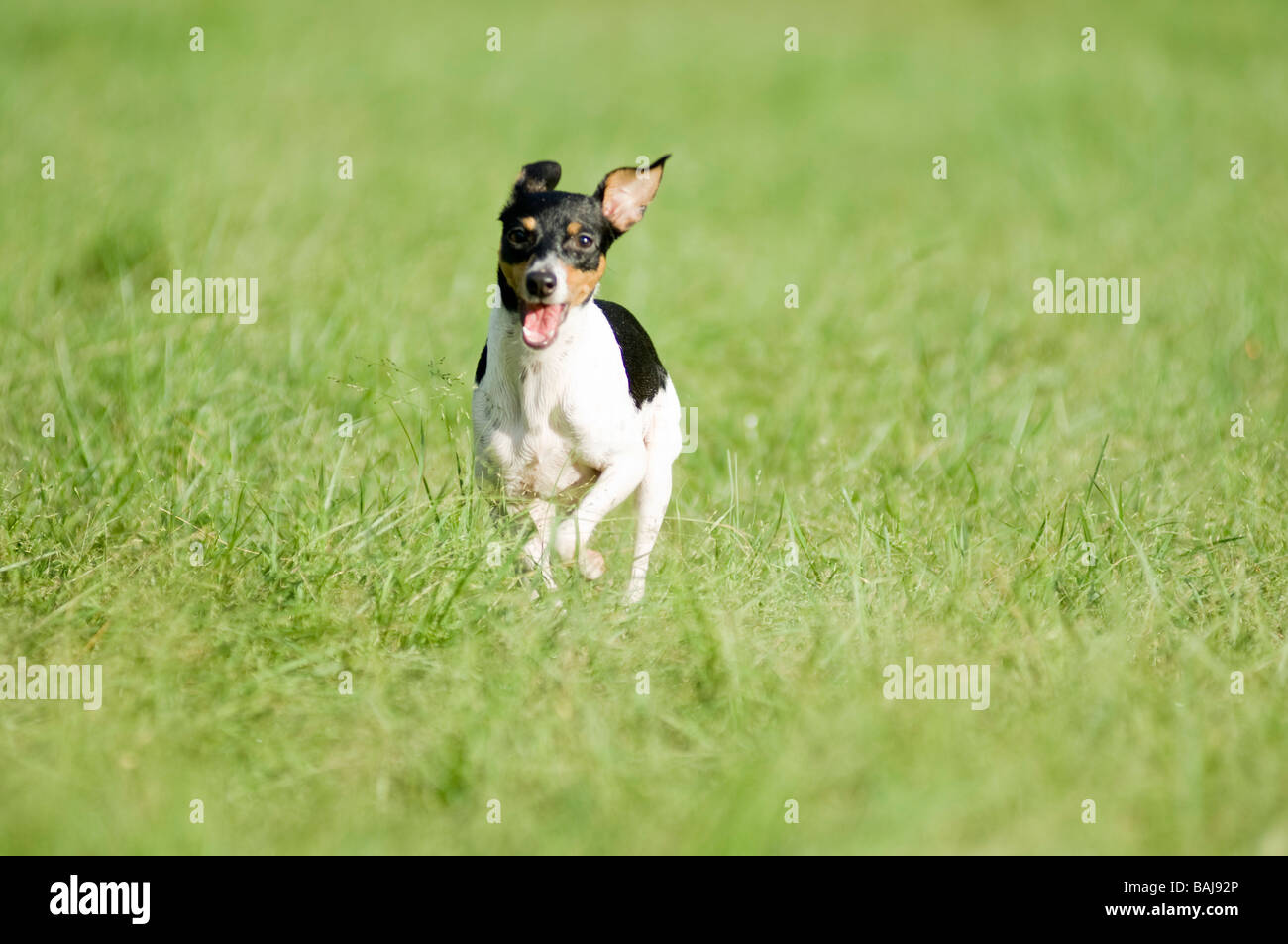 Tri-colored rat terrier running through a field of tall grass Stock ...