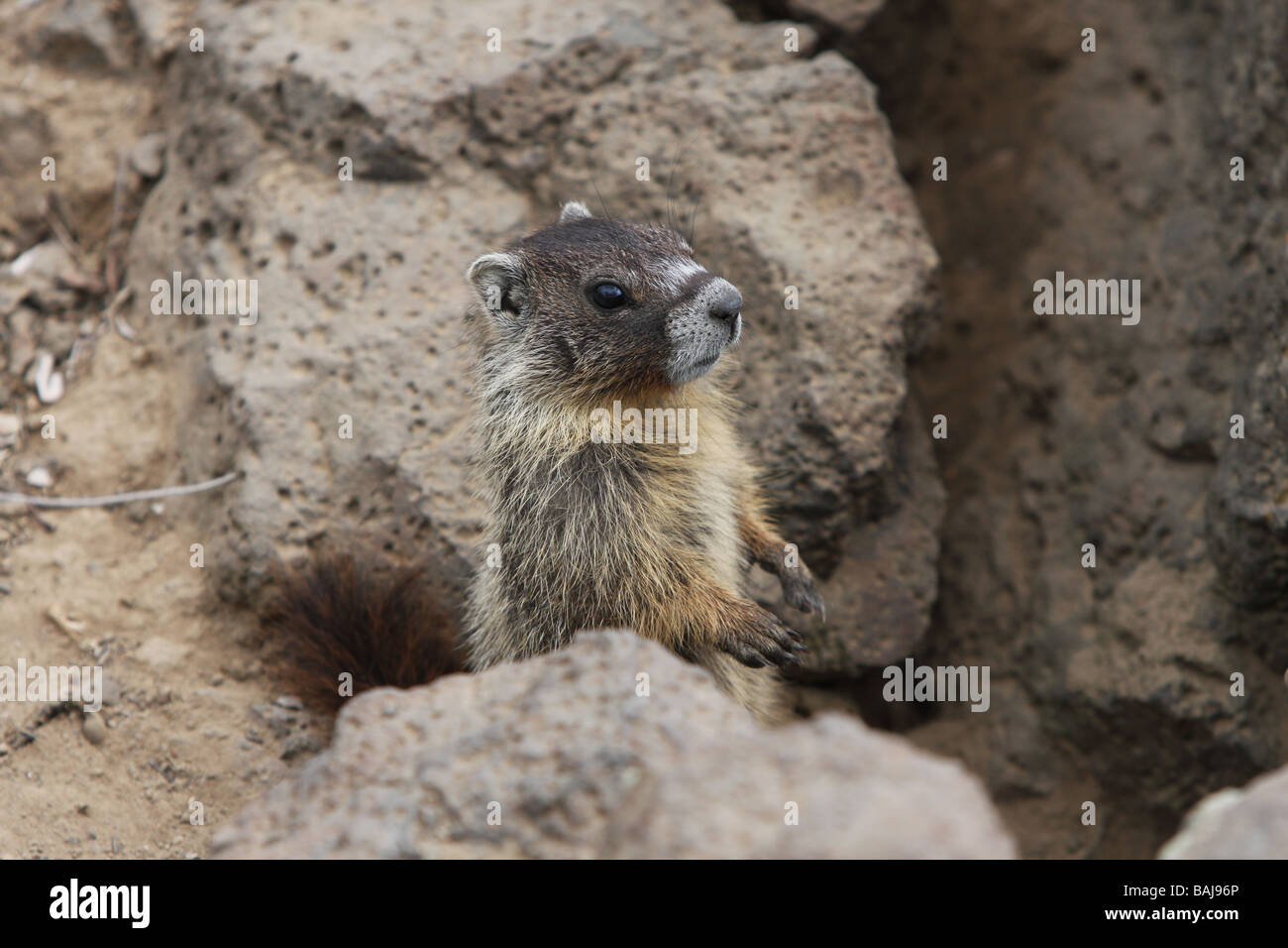 A marmot, or ground squirrel, peers from outside its burrow near the ...