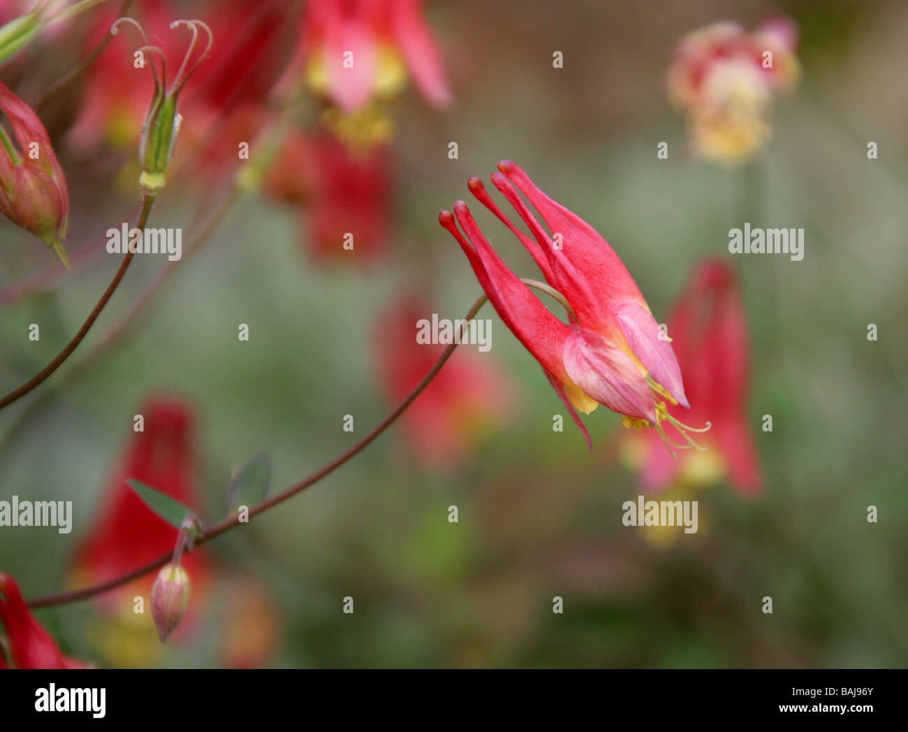 Canadian Columbine aka Red Columbine or Wild Columbine, Aquilegia ...