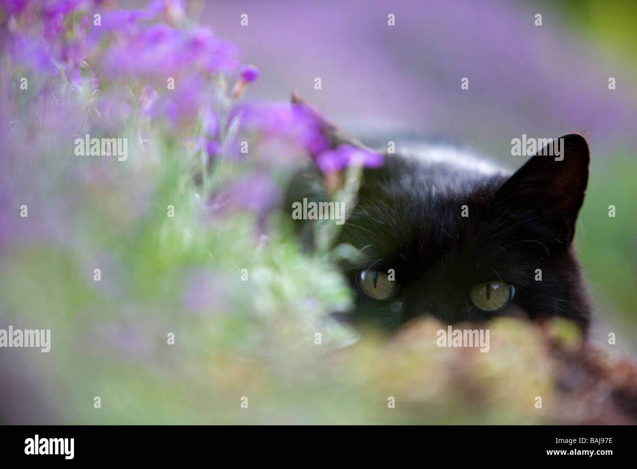 Black cat poised and hiding in the garden flowers, ready to pounce ...
