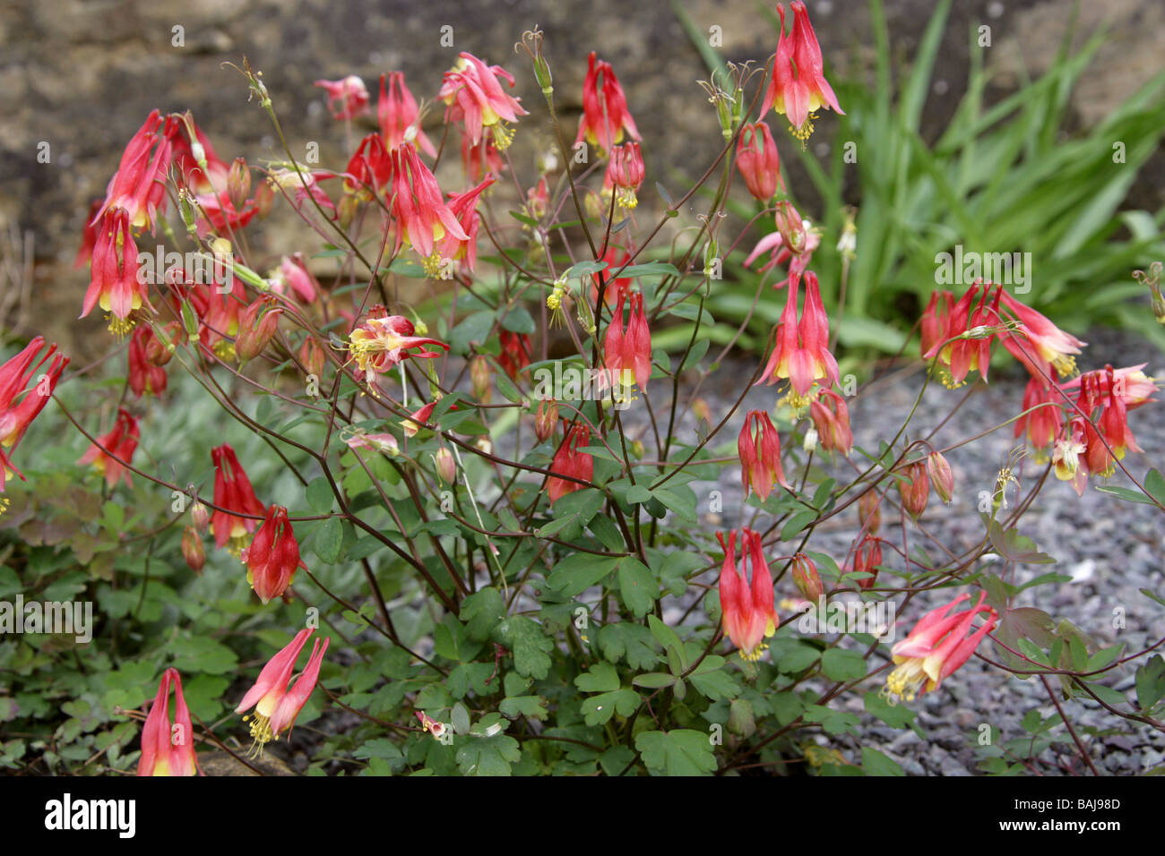Red columbine aquilegia canadensis hi-res stock photography and images ...