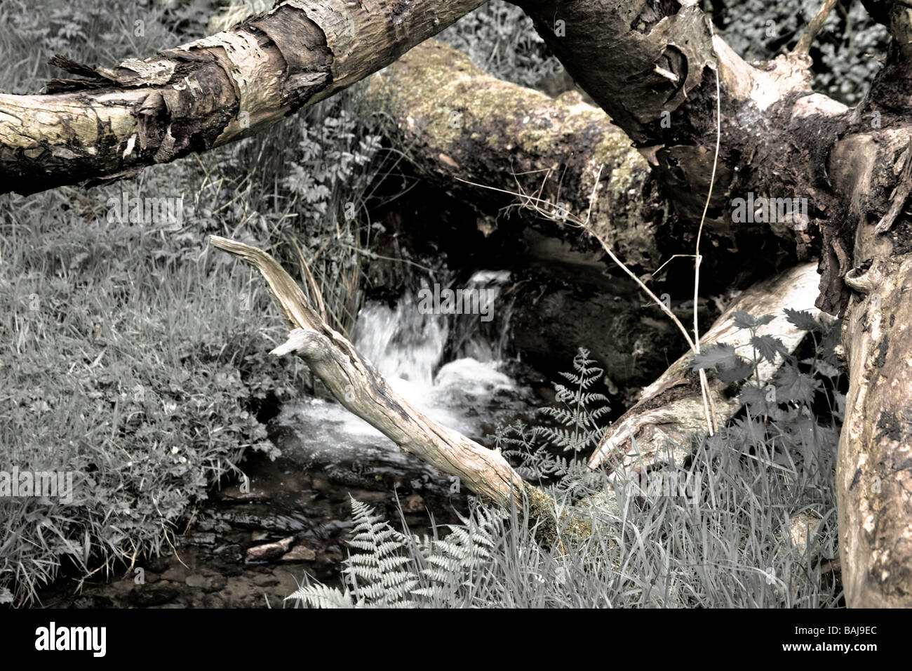 A photograph of a fallen tree and small waterfall with surrounding ...
