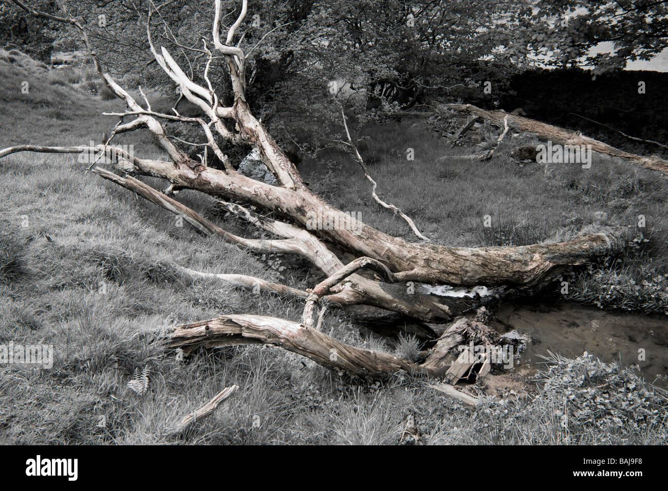 A photograph of a fallen tree and small stream with surrounding colour ...